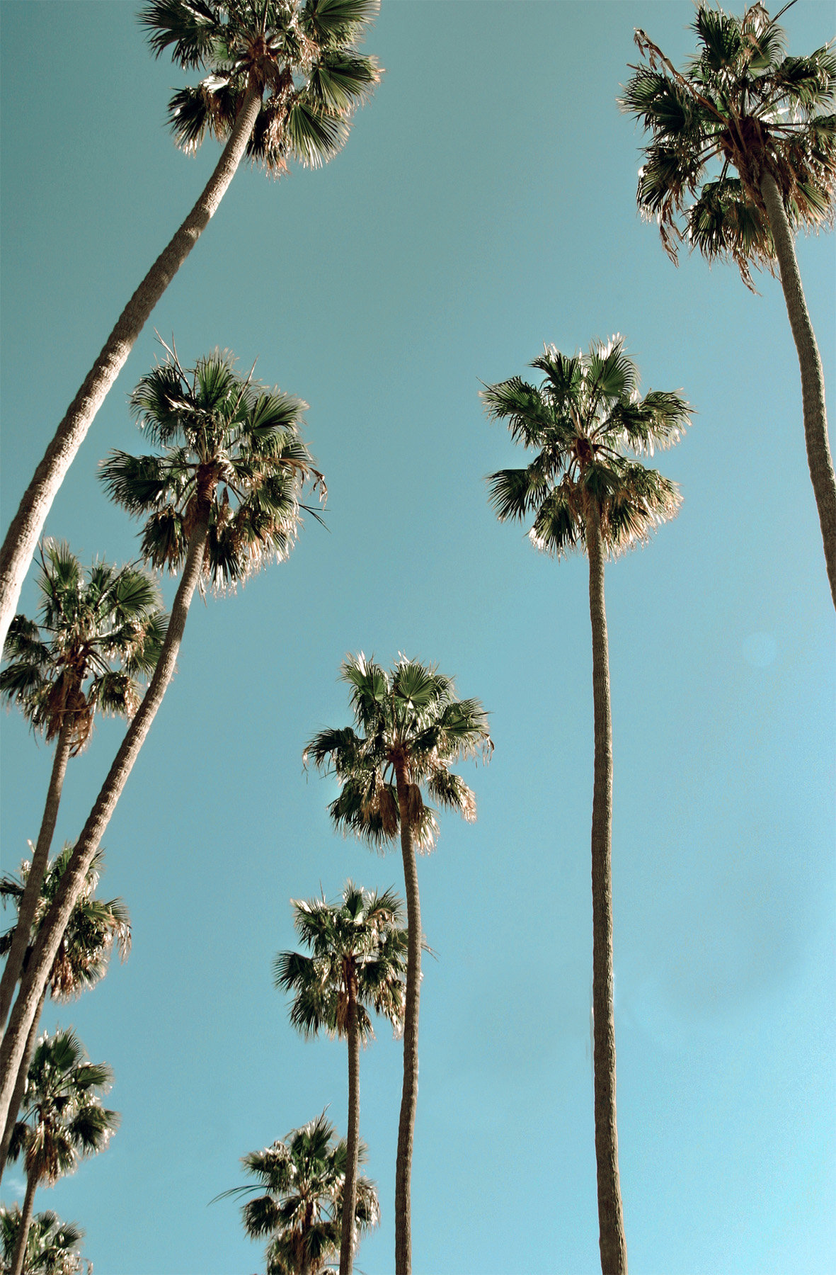 Wendover Art Group Cali Palms 1 by Nathan Turner - Unframed Photograph on Acrylic | Wayfair
